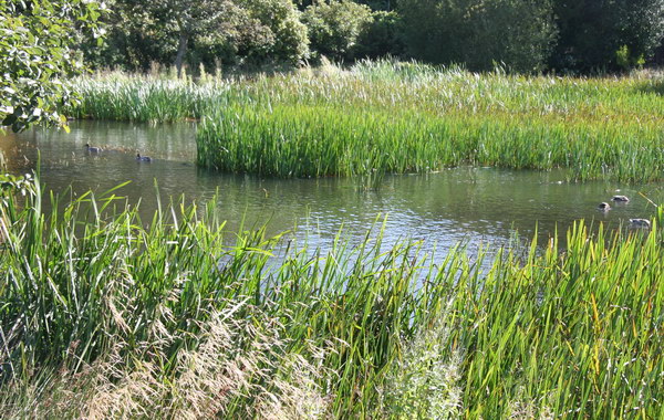 Sustainable Drainage | SuDS | Landscape Design | 2B